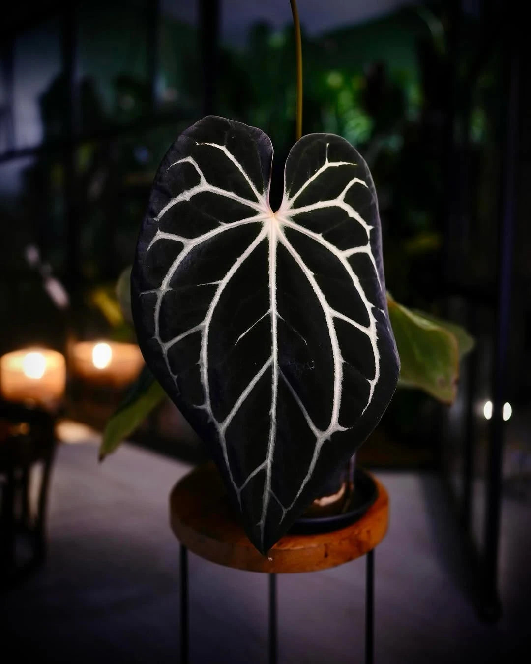 Anthuriums (Pre-Orders) – Page 2 – Fuzzy Roots