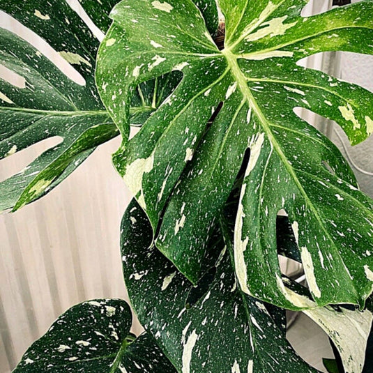 Fuzzy Roots Home
