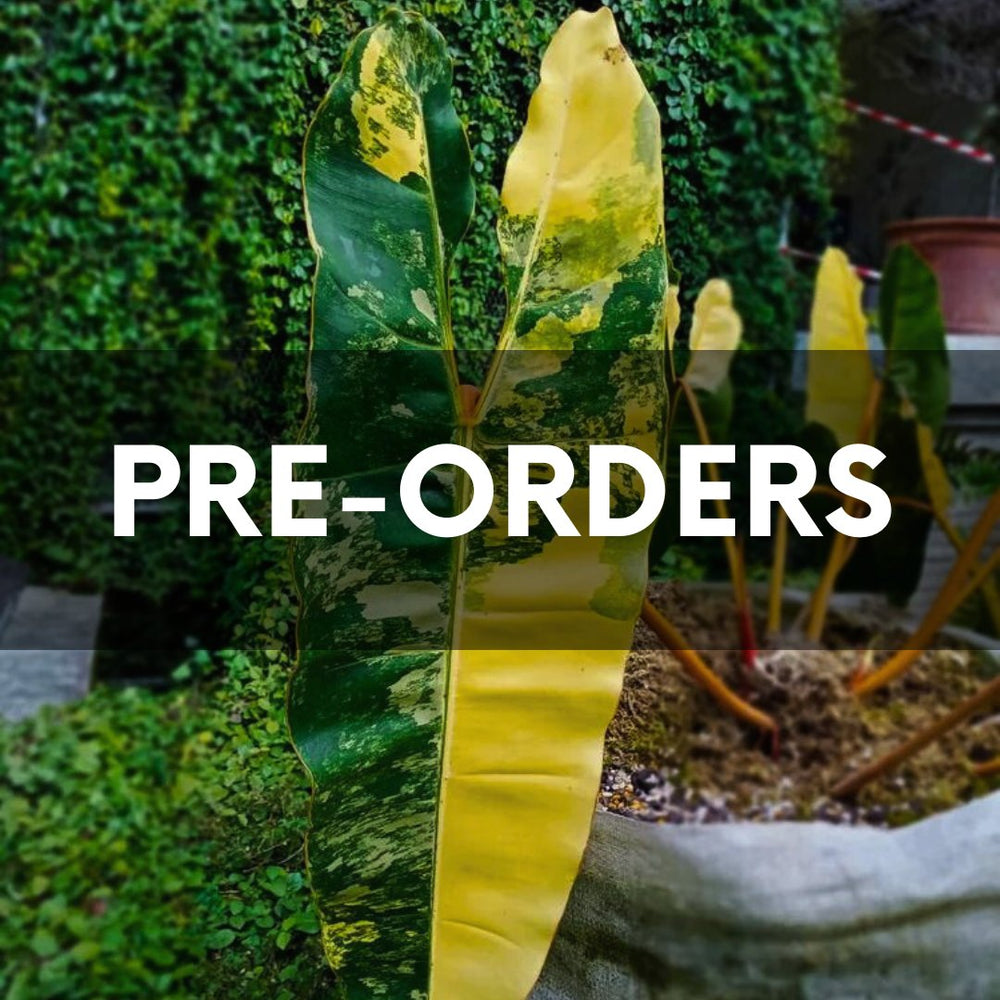PRE-ORDERS – Fuzzy Roots