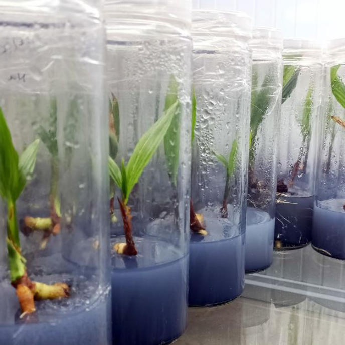 Tissue Culture (Pre-Orders) – Fuzzy Roots