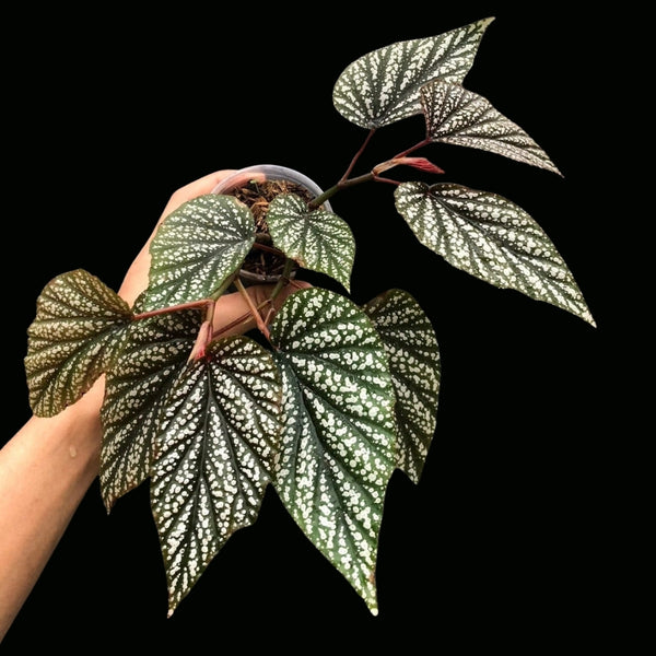 Begonia Argenteo guttata (PRE-ORDER)-JUL009 – Fuzzy Roots