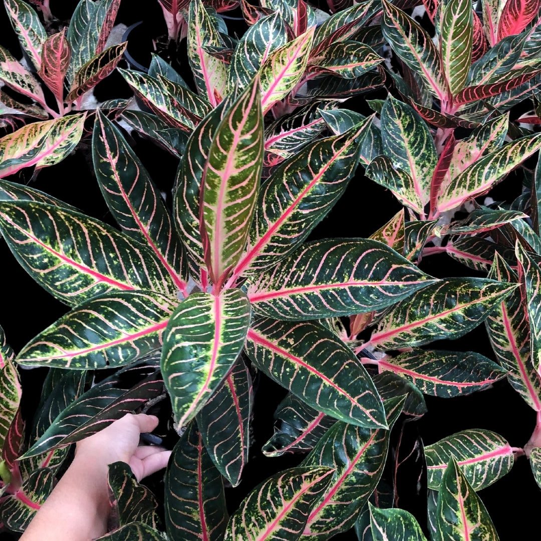 Aglaonema Red Sumatra (PRE-ORDER) - JAN142 – Fuzzy Roots