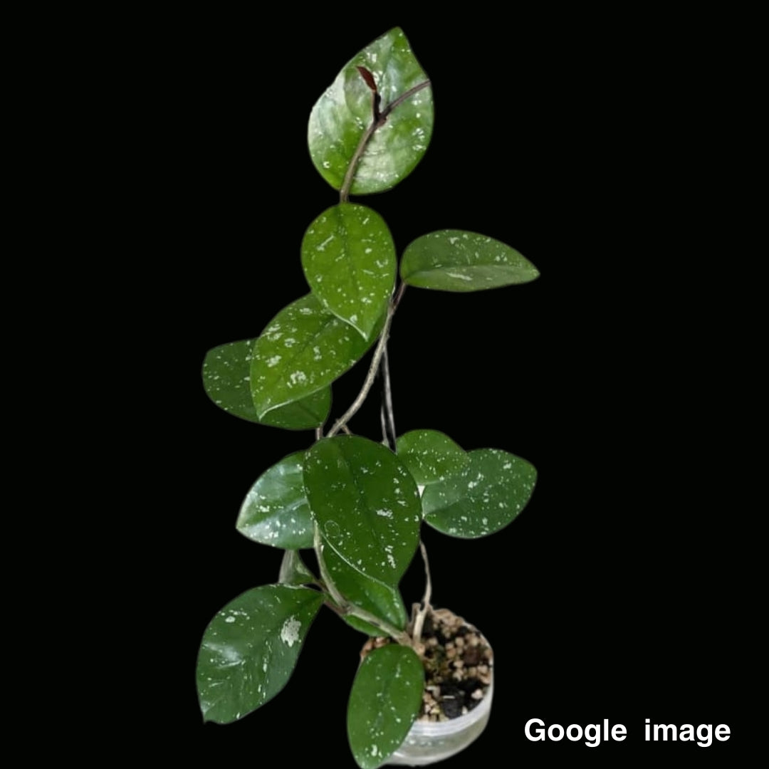 Hoya Heidi Large (PRE-ORDER)-JULY160 – Fuzzy Roots