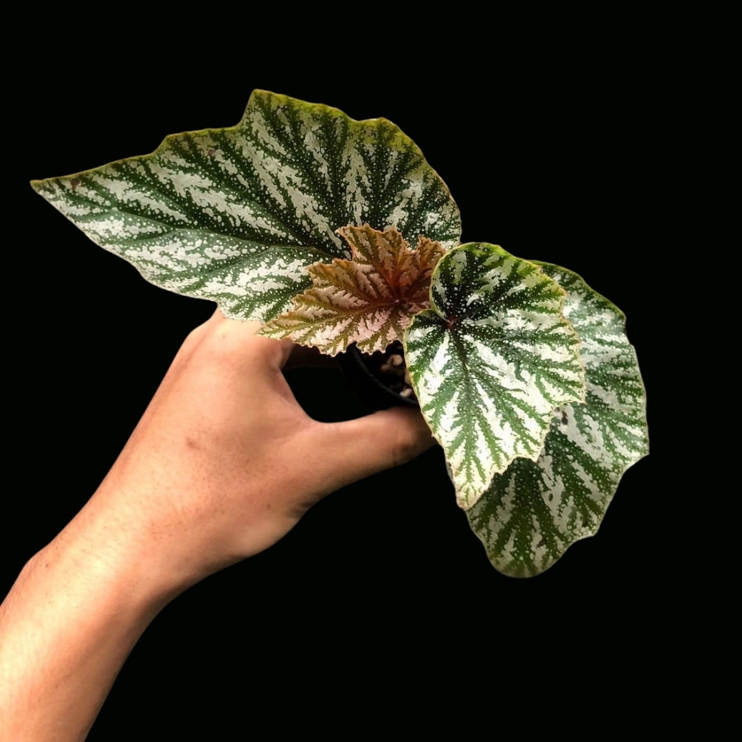 Begonia ปีกนางฟ้า compact (PRE-ORDER)-JUL178 – Fuzzy Roots