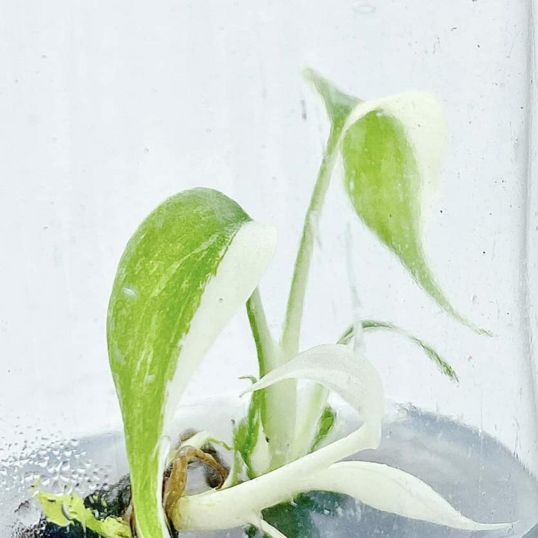 Monstera (Pre-Orders) – Fuzzy Roots
