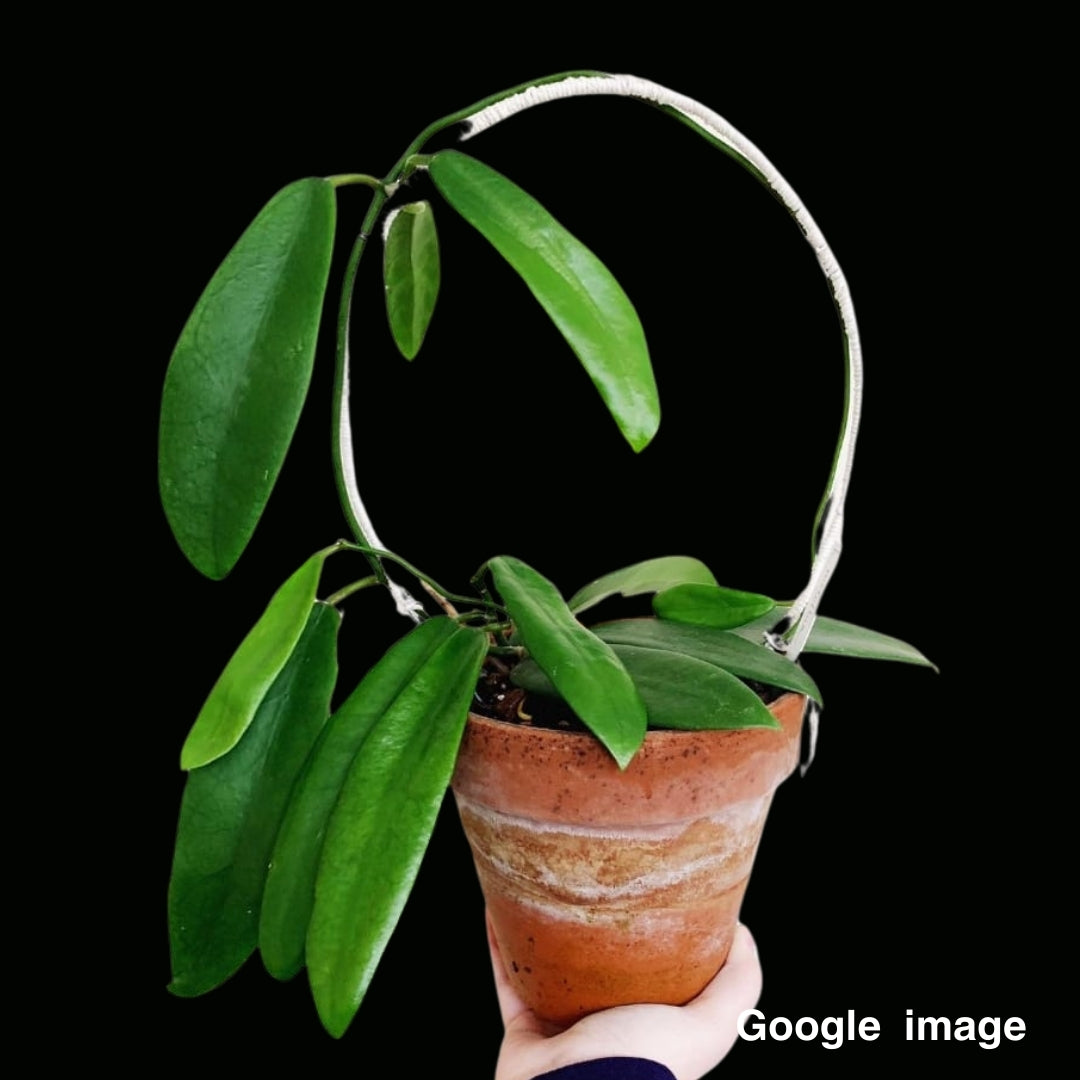 Hoya Meliflua Ssp.Fraterna (Treubiana) Large (PRE-ORDER)-JULY260 ...