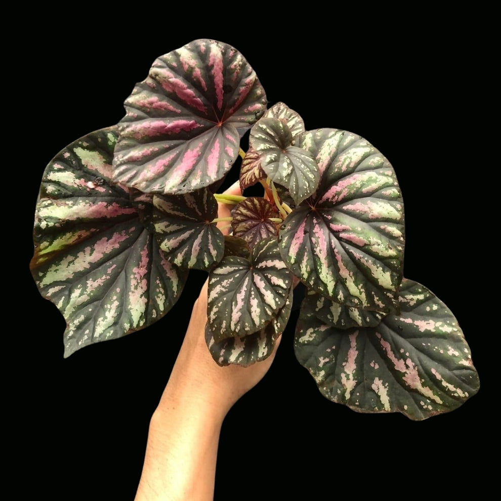 Begonia Candy Strips (PRE-ORDER)-JUL028 – Fuzzy Roots