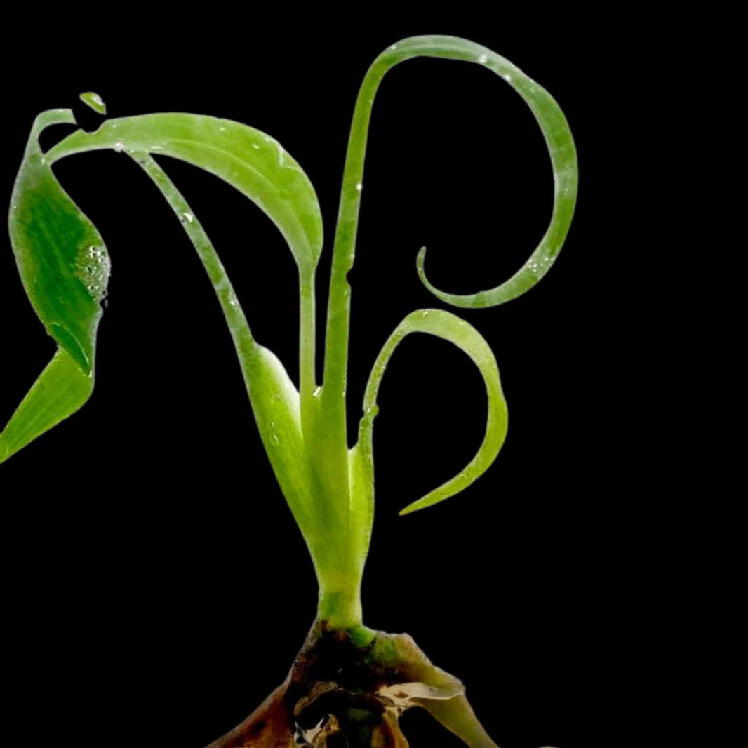 Monstera (Pre-Orders) – Fuzzy Roots