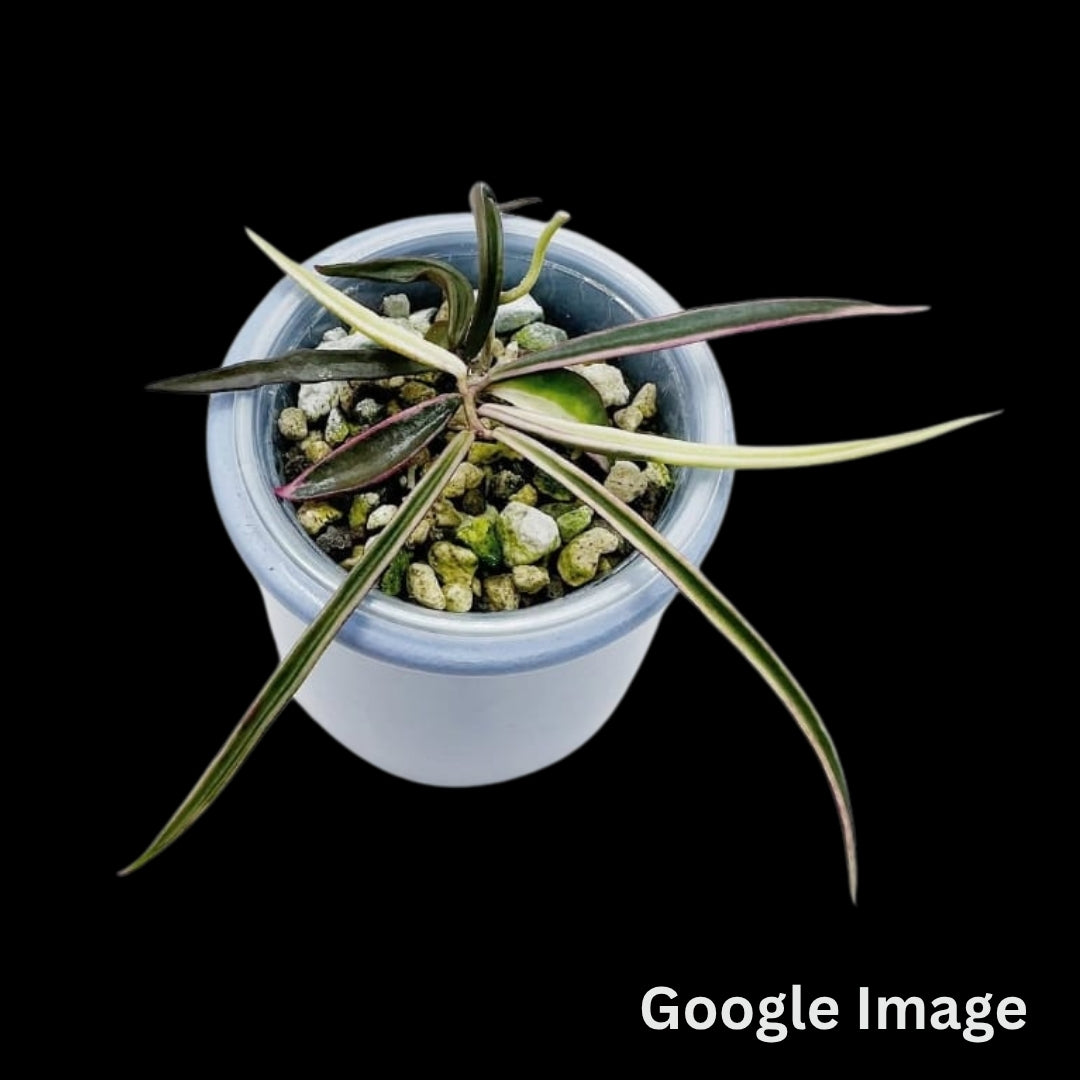Hoya Acicularis Albomarginata (Small) PRE-ORDER-JULY002 – Fuzzy Roots