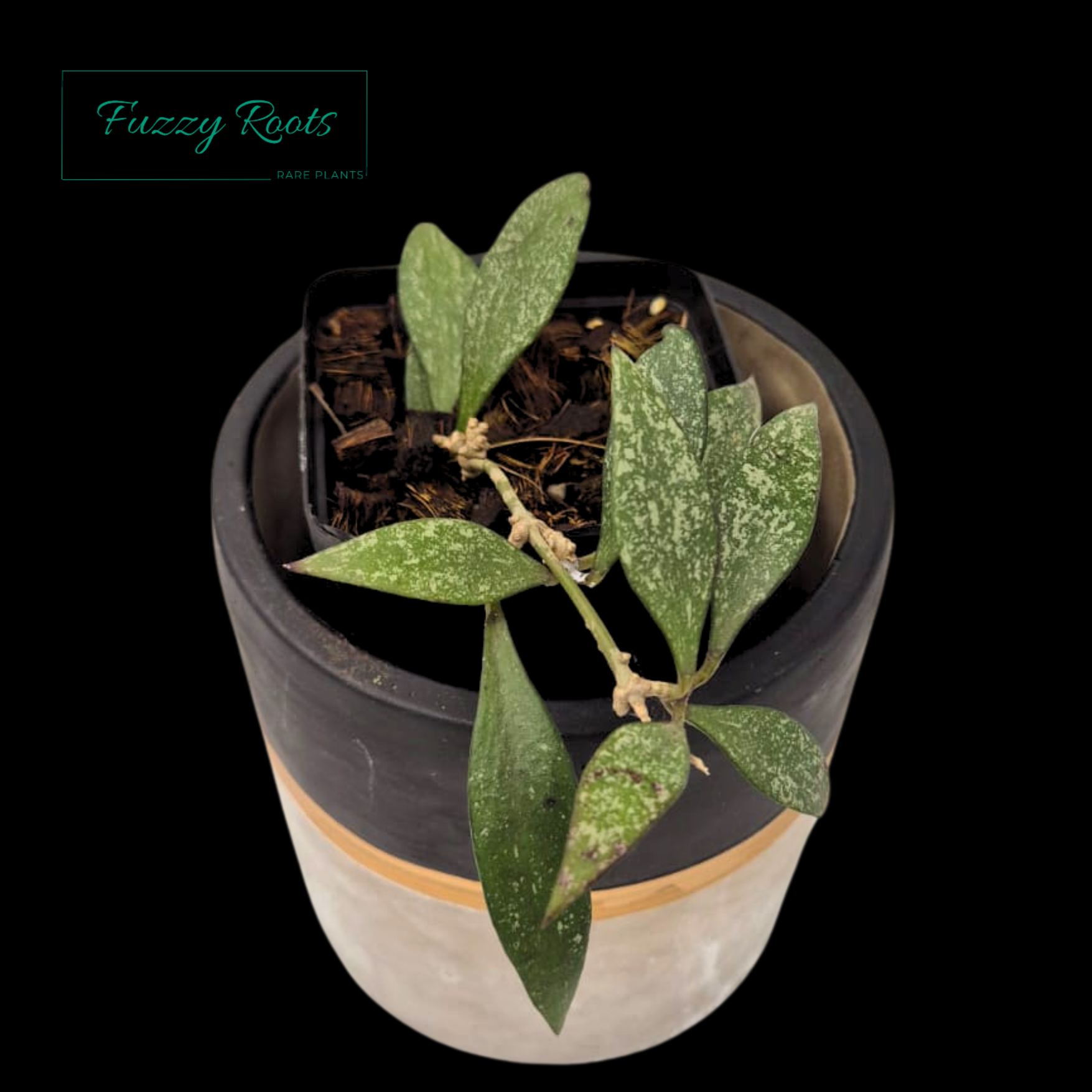 Hoya Mirabilis Splash – Fuzzy Roots