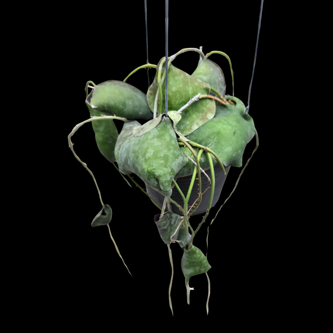 Hoya Maxima Sp.Indonesia (Large) PRE-ORDER-JULY362 – Fuzzy Roots