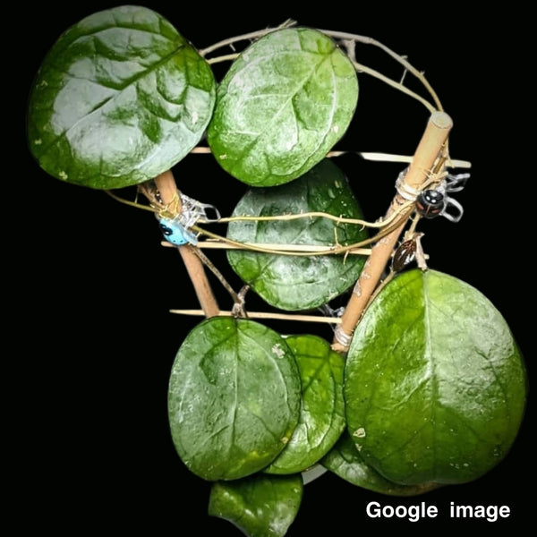 Hoya Ricardo (Large) PRE-ORDER- JULY496 – Fuzzy Roots