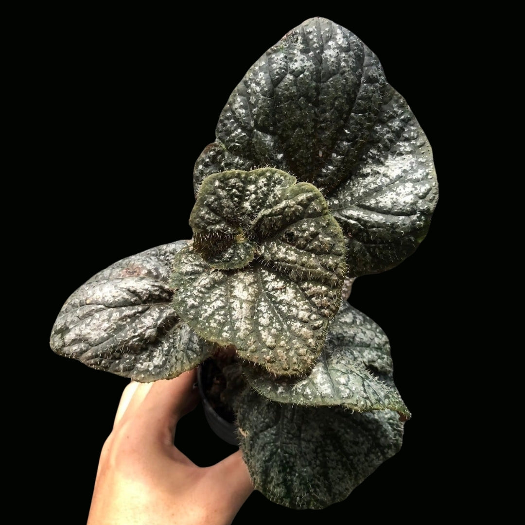 Begonia HB. Grey Shellfish (PRE-ORDER)-JUL067 – Fuzzy Roots