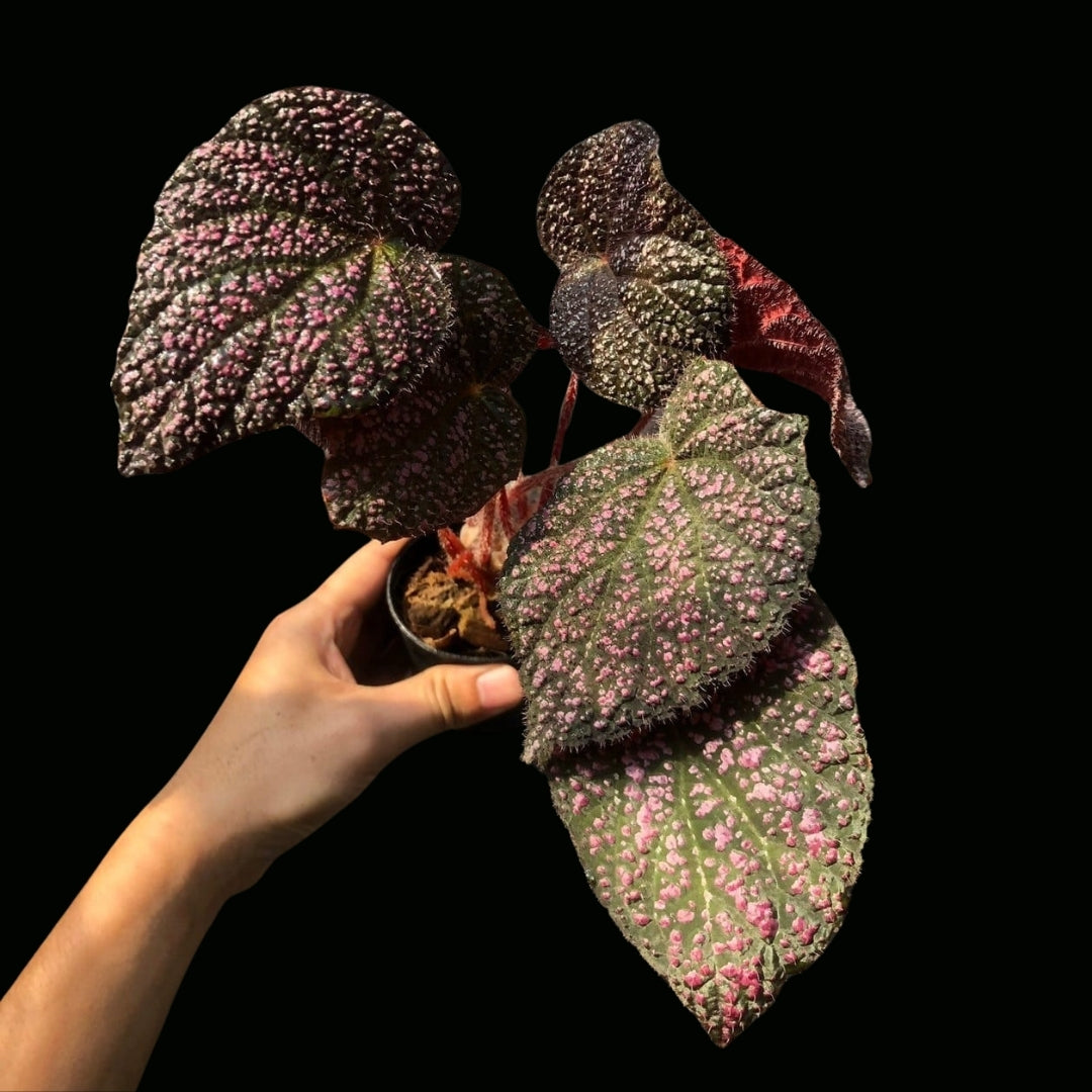 Begonia HB. Hairy Leaves Pink (PRE-ORDER)-JUL068 – Fuzzy Roots
