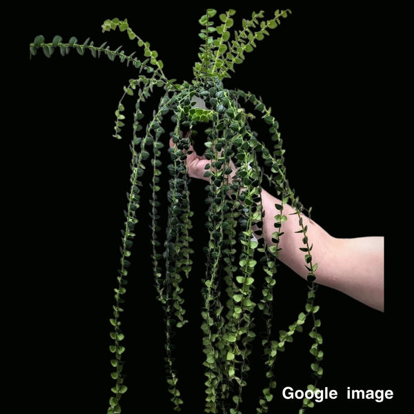 Hoya Chinghungensis (Large) PRE-ORDER-JULY111 – Fuzzy Roots