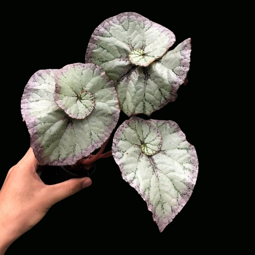 Begonia HB. White-Purple Shellfish (PRE-ORDER)-JUL075 – Fuzzy Roots