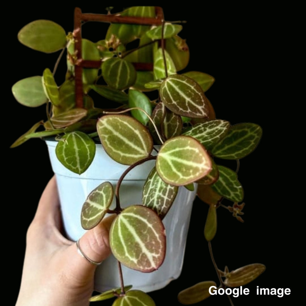 Hoya & Dischidia (Pre-Orders) – Fuzzy Roots