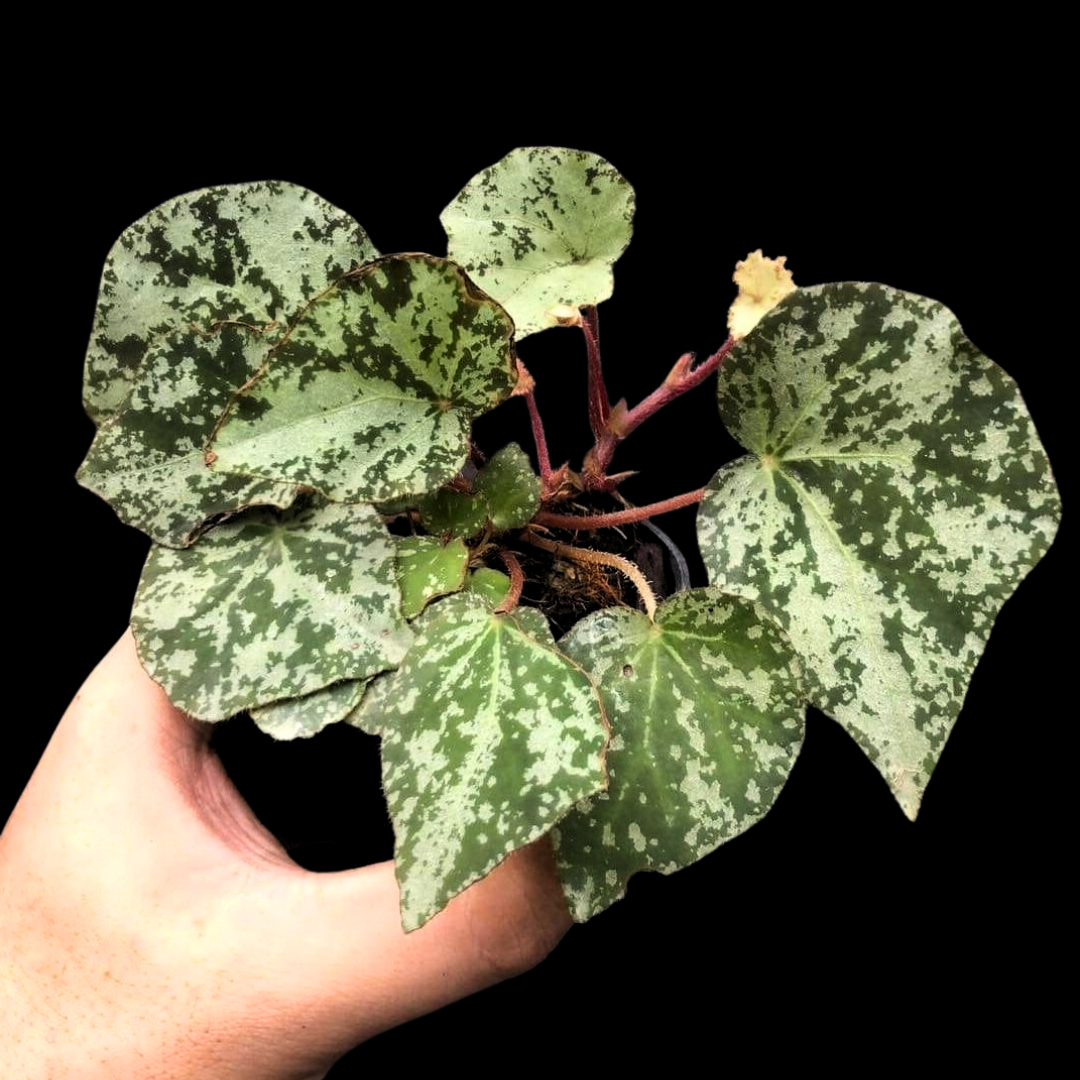 Begonia U074 (PRE-ORDER) – Fuzzy Roots