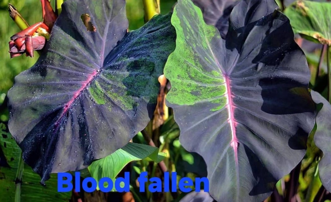 Colocasia Blood Fallen (PRE-ORDER)-COLO40 – Fuzzy Roots