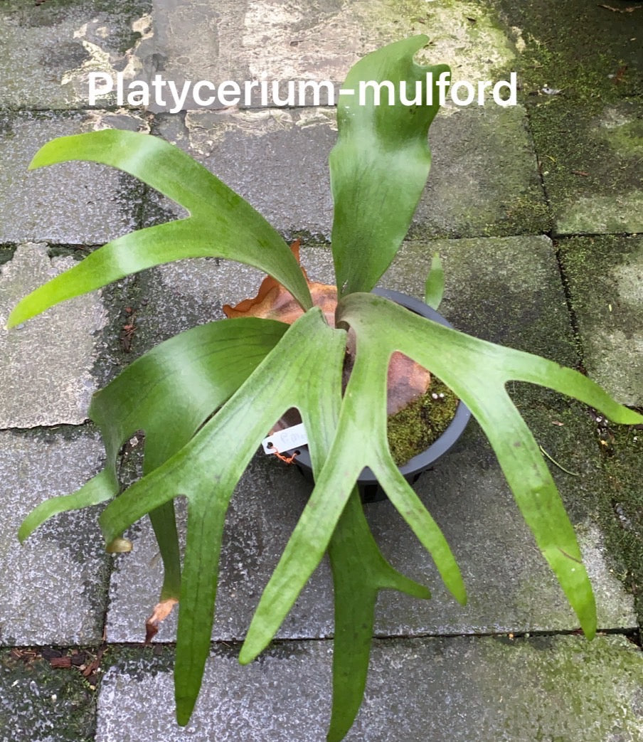 Rare Plant Fuzzy Roots