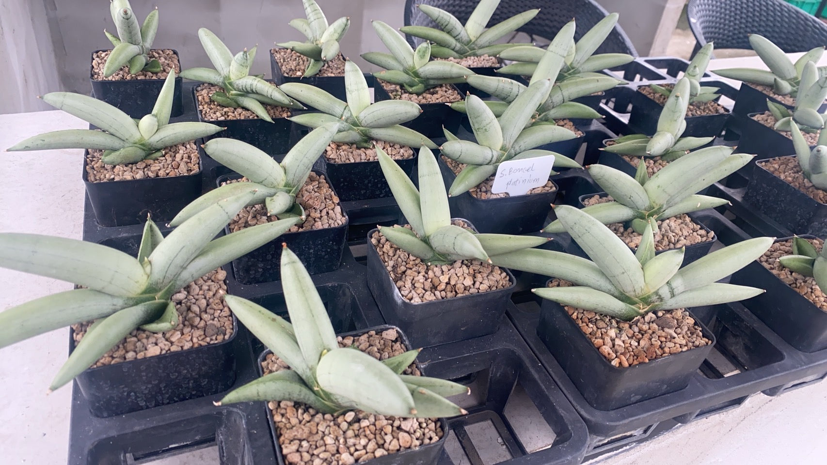 Rare Plant Fuzzy Roots
