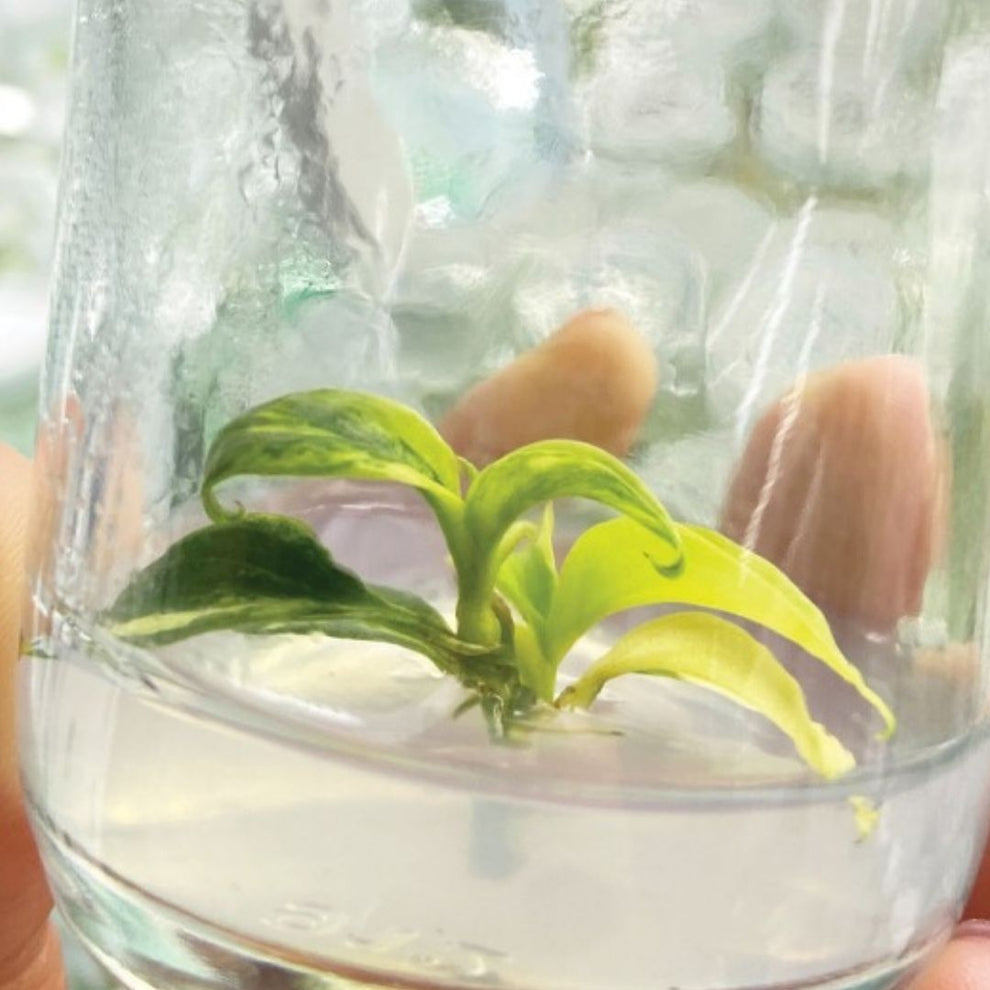 Philodendron Yellow Congo Variegated Tissue Culture (PRE-ORDER)-TC140 ...