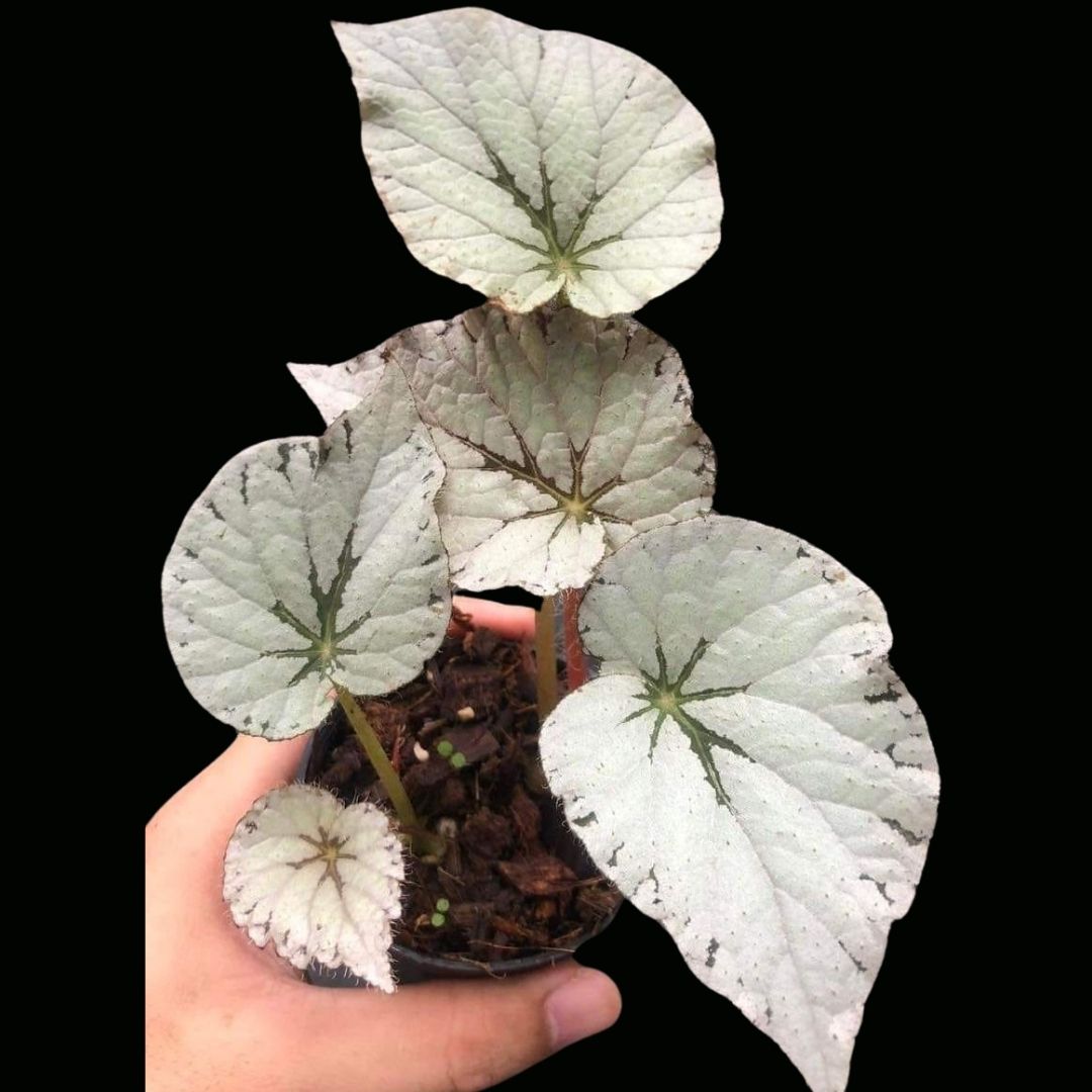 Begonia Reine De Neige (PRE-ORDER)-JUL129 – Fuzzy Roots